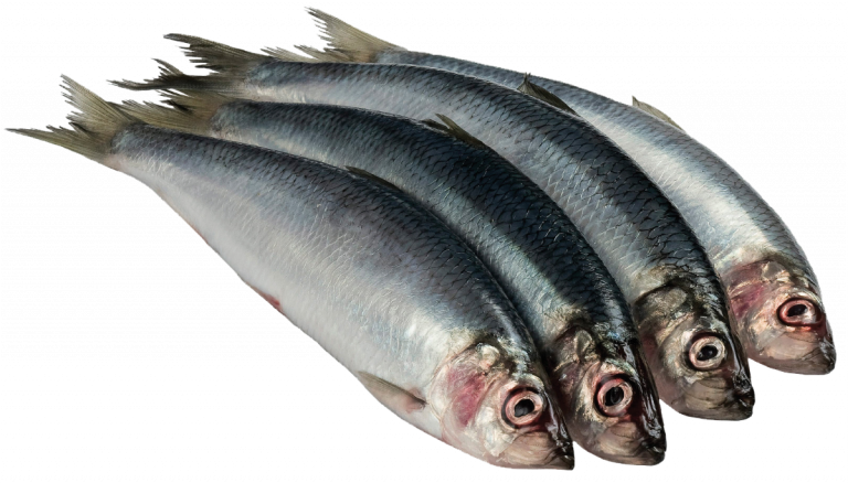 Our Fish – Atlantic Dawn Group